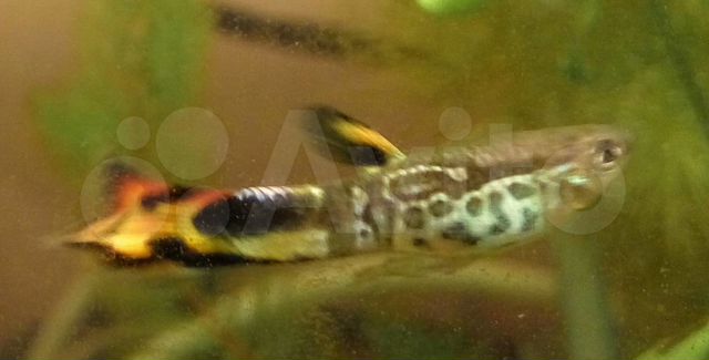 Кулёк гуппи, растения хемиантус