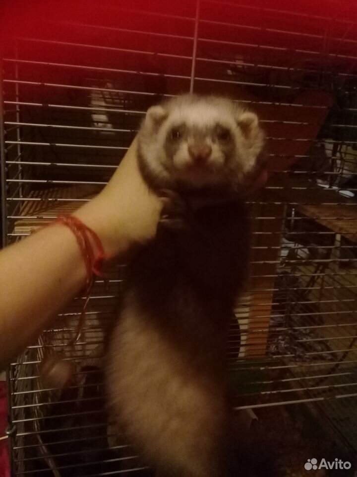 Хорек на вязку самец на нашей территории, опробов