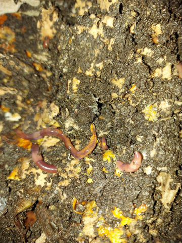 Калифорнийские черви