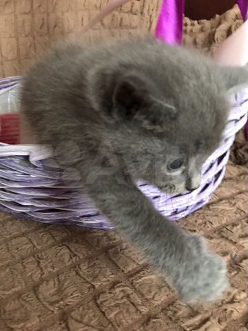 Котенок шатландец