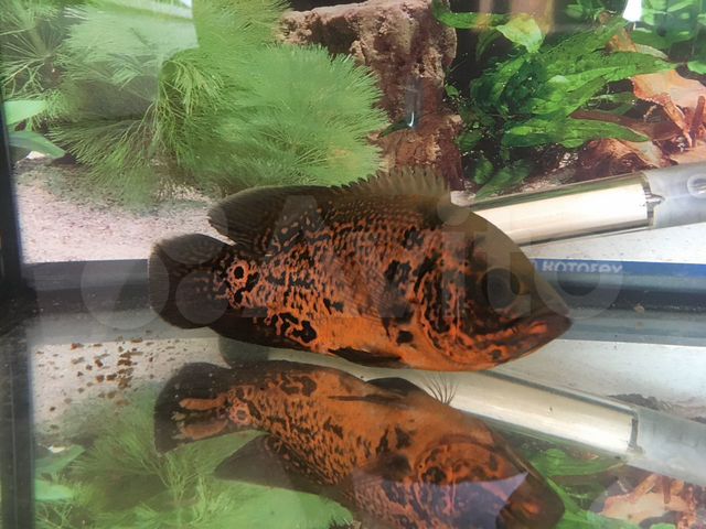 Астронотус