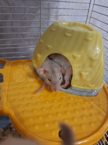 Отдам крысок дамбо