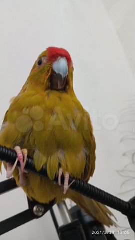 Попугай какарик с клеткой