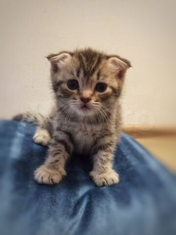 Счастье в дом