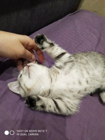 Котик британский (полукровка)