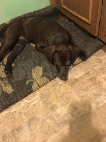 Щенок курцхаар 4 мес