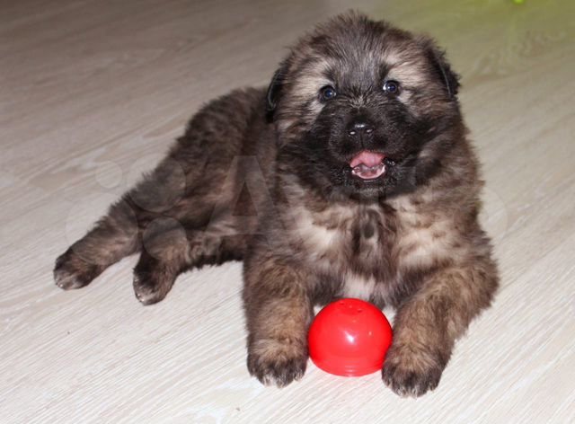 Мартин ищет дом