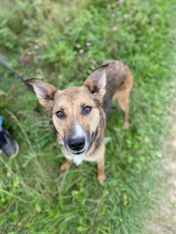 Молоденькая собака Тоня в добрые руки