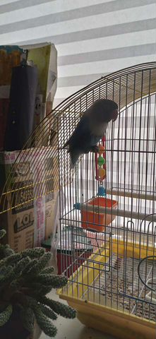 Попугай неразлучик