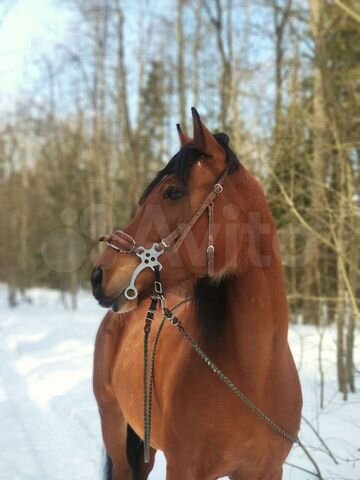 Лошадь для занятий нх, фотосессии