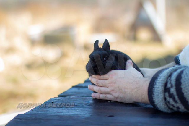 Супер миниатюрный карликовый кролик минор