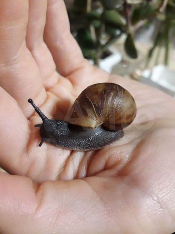 Улитка маргината маргината