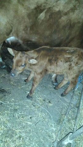 Недельный бычек