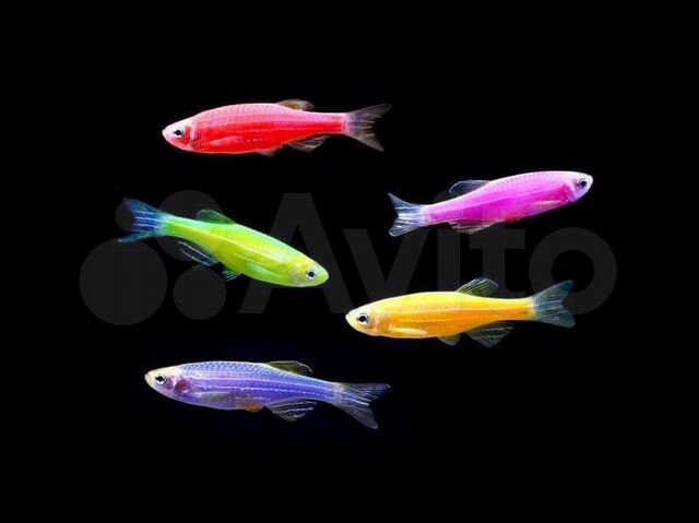 Рыбки данио глофиш, рерио