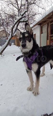 Щенок ищет дом