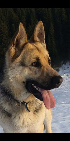 Вязка кобель вео