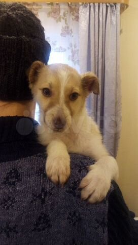 Светик - малышка в добрые руки