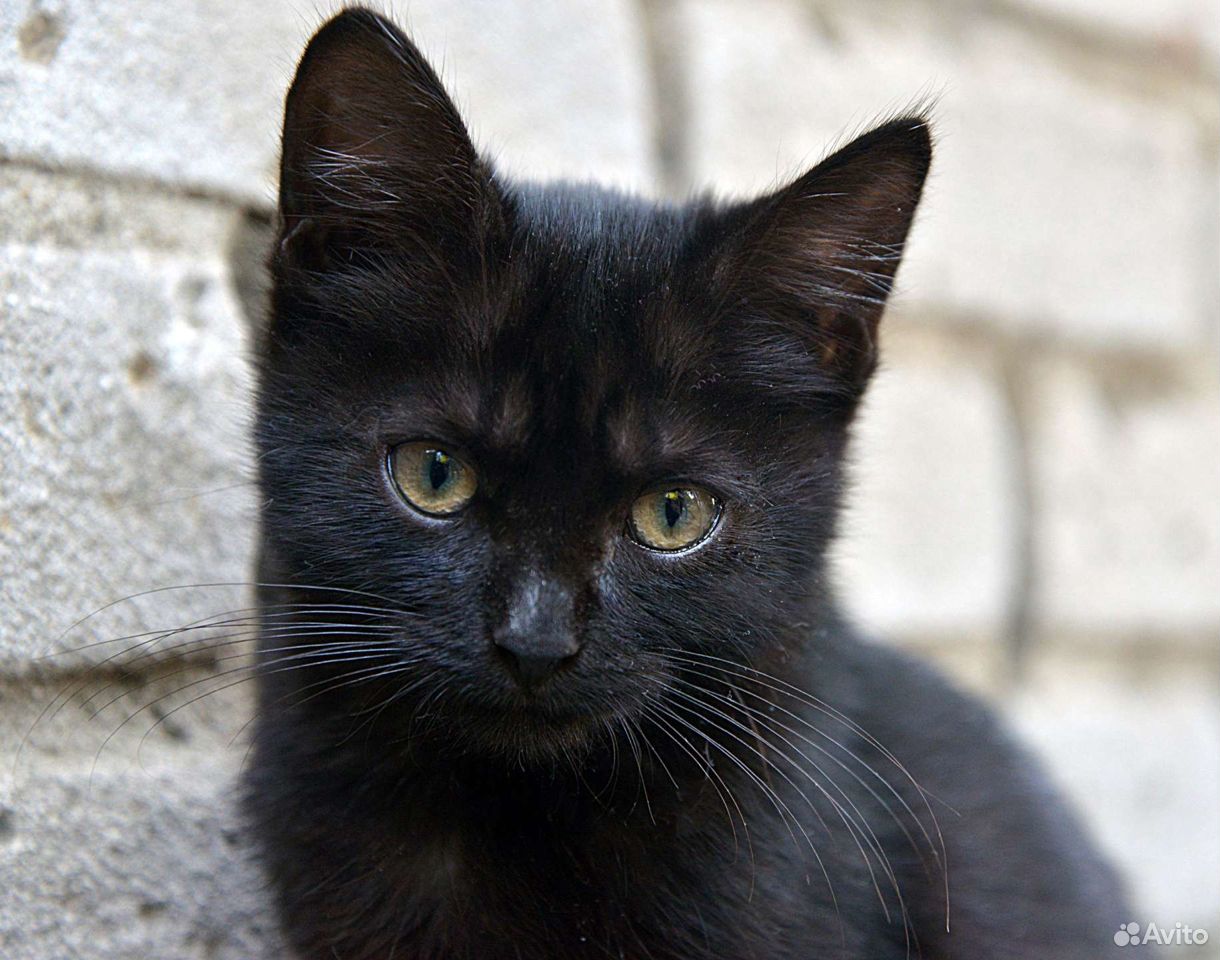 Котёнку-девочке Багире очень нужен дом