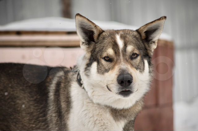 Крупный и очень ласковый пес в доьрые руки
