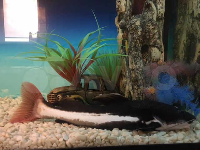 Аквариумный краснохвостый сом