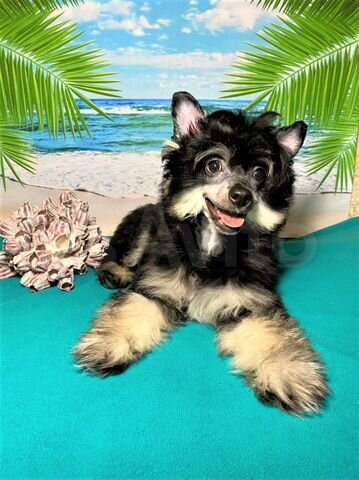 Пуховой щенок китайской хохлатой "Очаровашка"