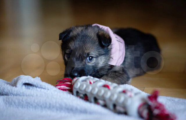 Щенок Джема