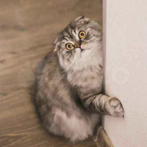 Отдам в хорошие руки кота