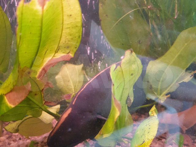 Черный нож (Apteronotus albifrons)