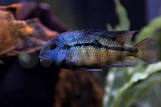 Никарагуанская цихлазома