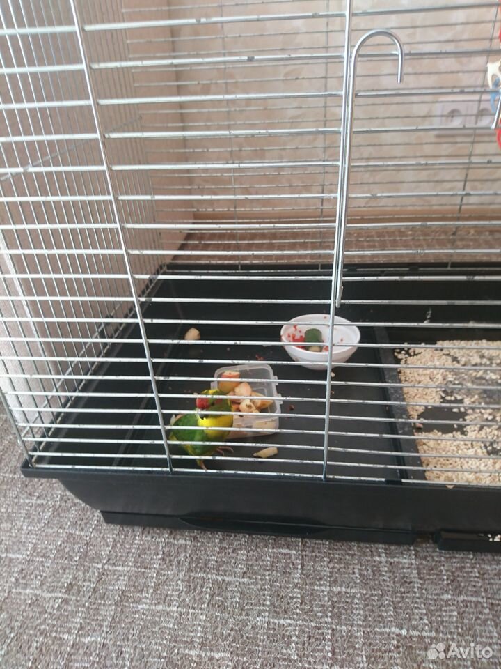 Клетка вместе с попугайчиком (какарик) кушает овощ