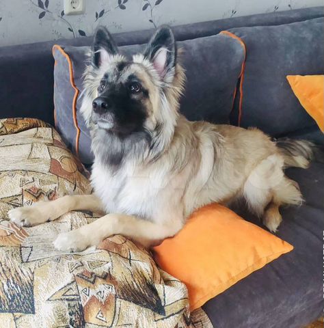 Щенок, девочка, метис овчарки, 8 мес