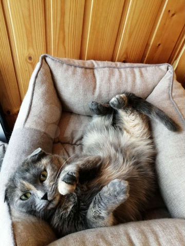 Молодая кошка ищет дом