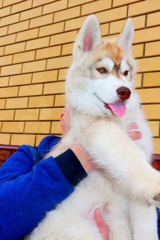 Щенки хаски