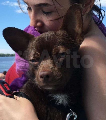 Хочу повязать себя узами любви
