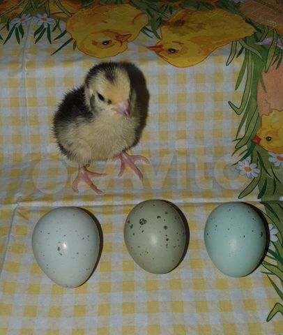 Селадон перепел и инкубационное яйцо