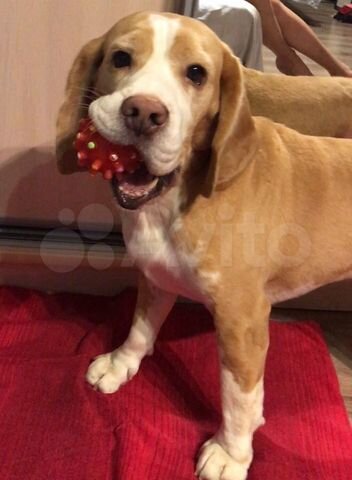 Потерялась собака