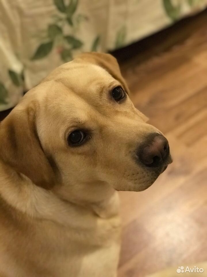 Лабрадор девочка 3 года в хорошие руки