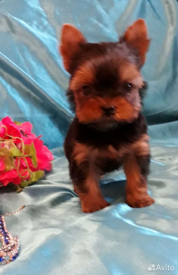 Забавные крохи