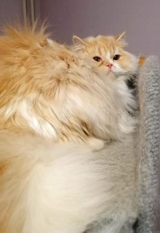 Хайленд красный серебристый биколор