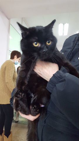 Пьер в добрые руки