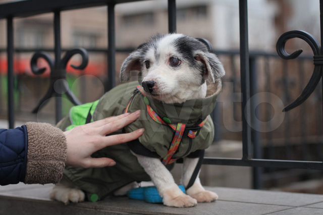 Старичок маленькая собачка в добрые руки в дар