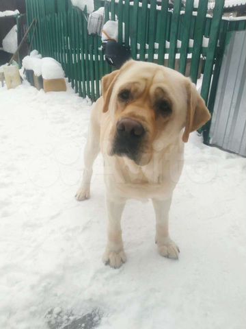 Отдам Лабрадор кобель