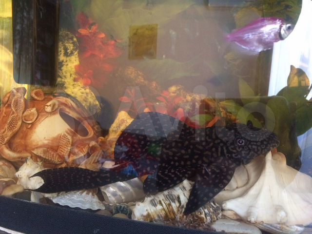 Парчовый сом для аквариума