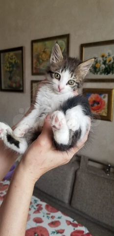 Котенок-бублик