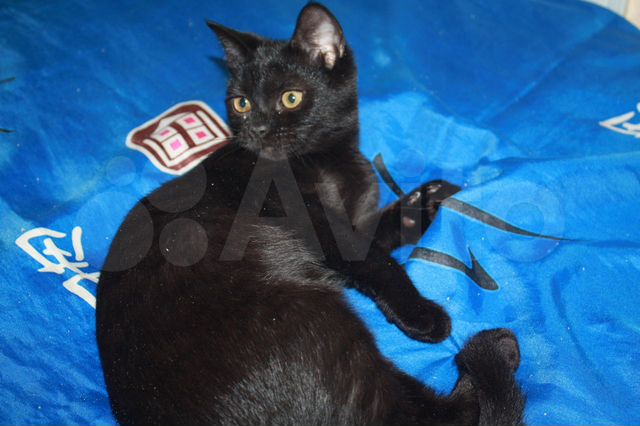 Смоляные кошечки 7 мес