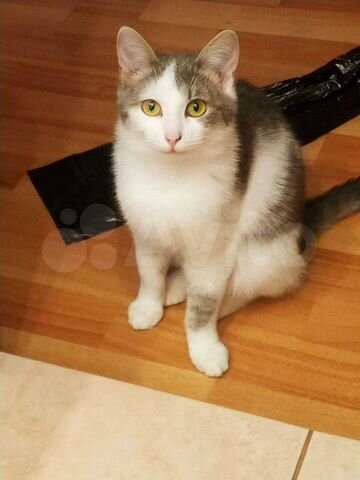 Котик Серега