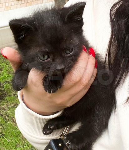 Котенок Черный Граф