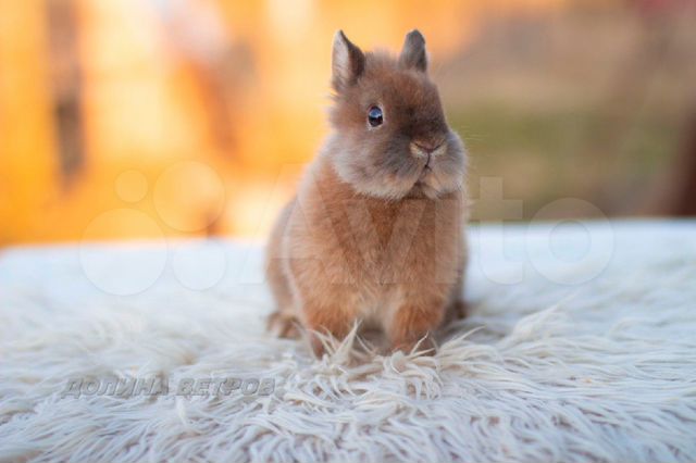 Декоративный кролик львиноголовый минор