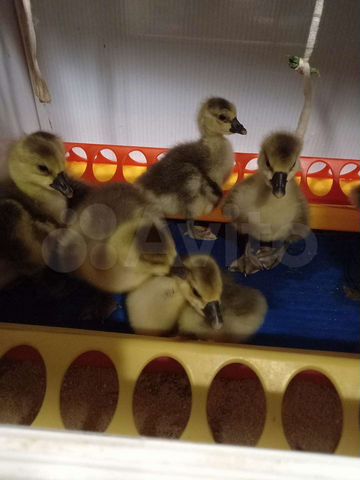 Гусята холмогоры