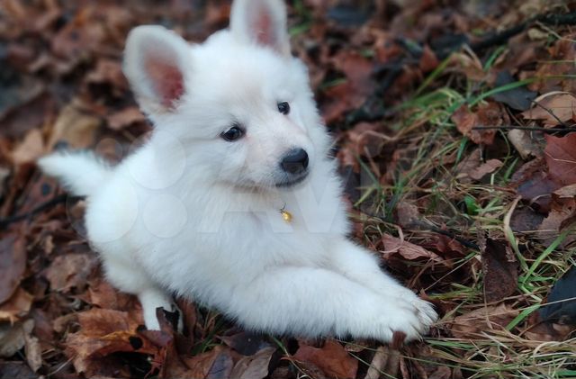 Белой швейцарской овчарки щенки